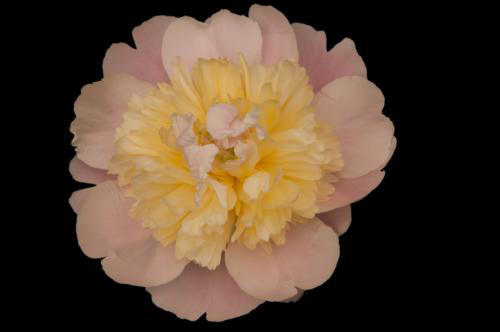 Form Flowers | amulette