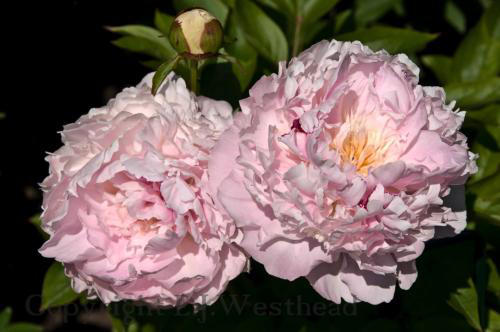 Form Flowers | amulette