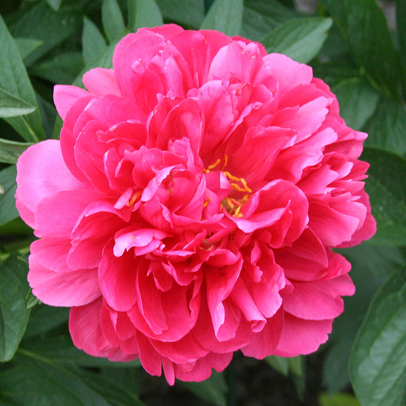 Form Flowers | amulette