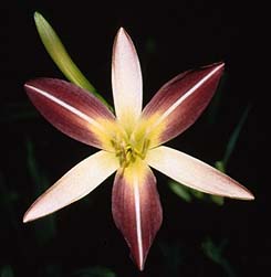 Form Flowers | amulette