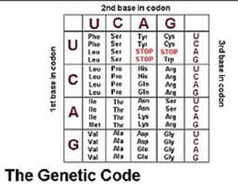 Mrna Codon Chart | amulette