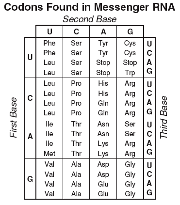 Mrna Codon Chart | amulette