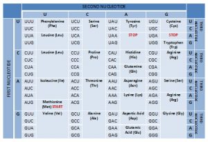 Mrna Codon Chart | amulette