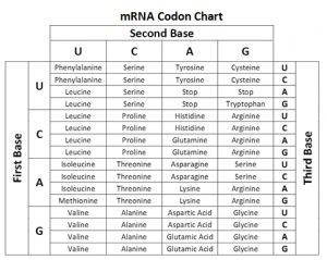 Mrna Codon Chart | amulette