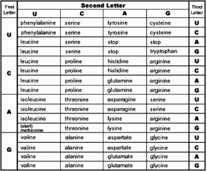 Mrna Codon Chart | amulette
