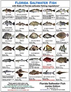 Florida Saltwater Fish Chart | amulette