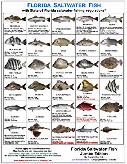 Florida Saltwater Fish Chart | amulette