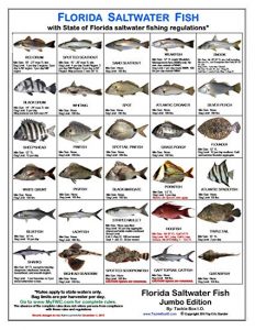 Florida Saltwater Fish Chart | amulette