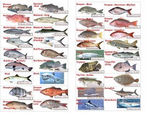 Florida Saltwater Fish Chart | amulette