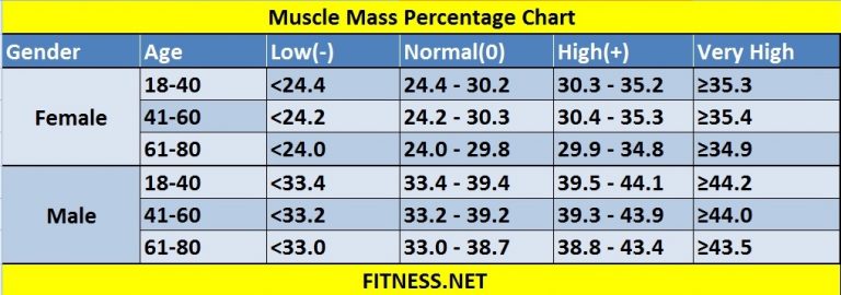 Healthy Muscle Mass Percentage | amulette
