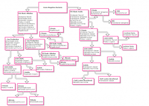 Microbiology Flowchart Unknown Bacteria | amulette