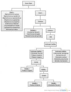 Microbiology Flowchart Unknown Bacteria | amulette