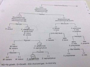 Microbiology Flowchart Unknown Bacteria | amulette